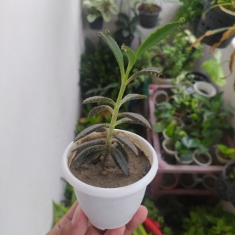 Devils Backbone Plant Kalanchoe Daigremontiana succulents