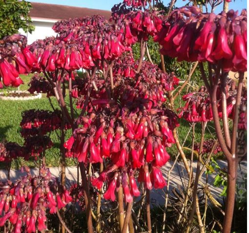 Devils Backbone Plant Kalanchoe Daigremontiana succulents